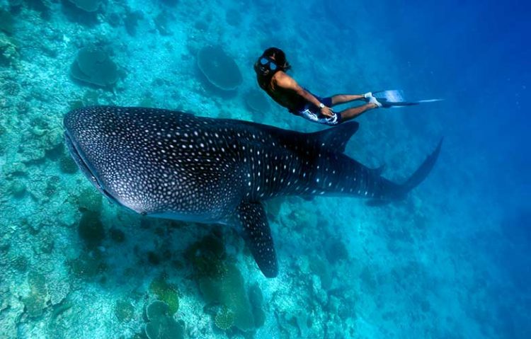 10 things you didn't know about diving Oman | Dive Reviews & Reports