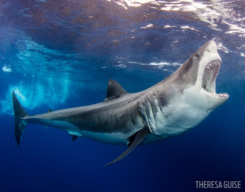 10 Incredible Shark Photos | Dive Reviews & Reports