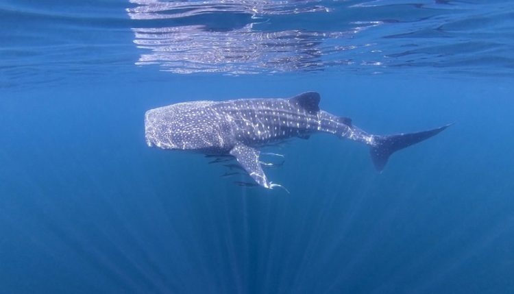 40% Off your Diving Holiday to Oman | Dive Reviews & Reports