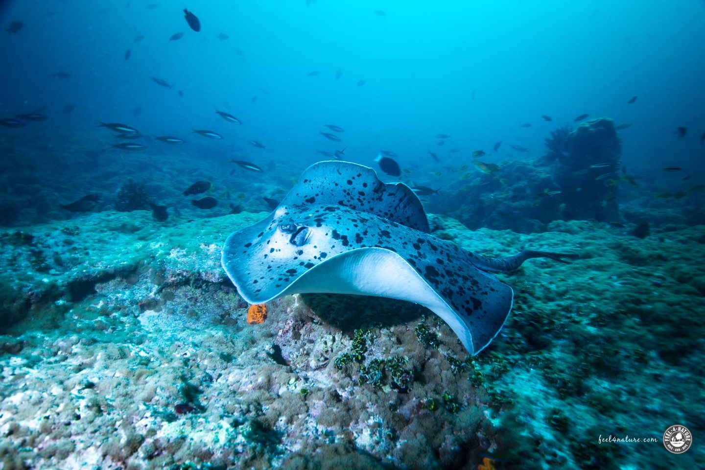 LUX South Ari Atoll - luxury Maldives scuba diving | Dive Reviews & Reports