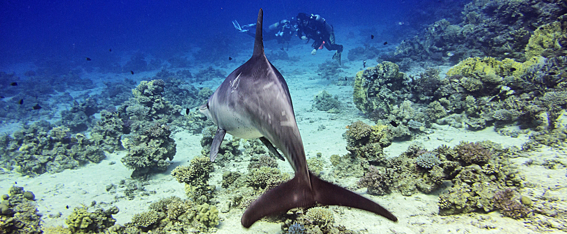 El Gouna Diving Holidays | El Gouna Dive Holiday